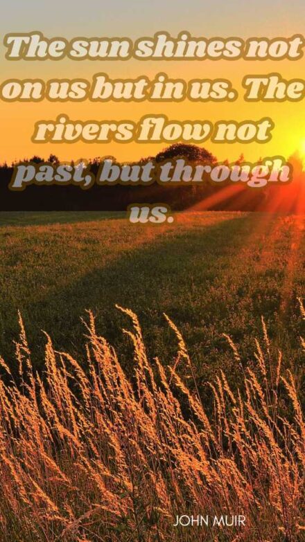 150 Inspiring Sun Shine Quotes to Brighten Your Day and Light Up Your Life!