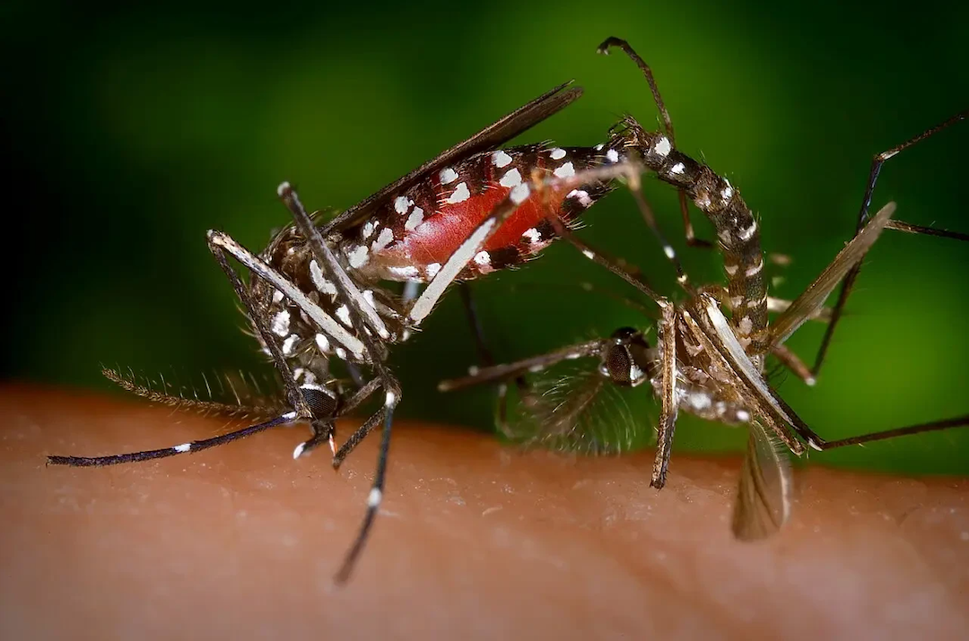 Mosquitoes in the Dominican Republic: Everything You Need to Know (Plus ...